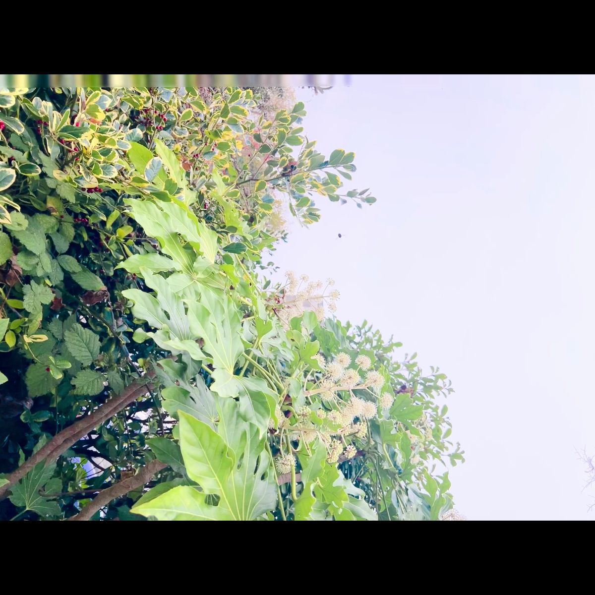 Buzzing through London: How Alison Benjamin is transforming London into a bee-friendly city